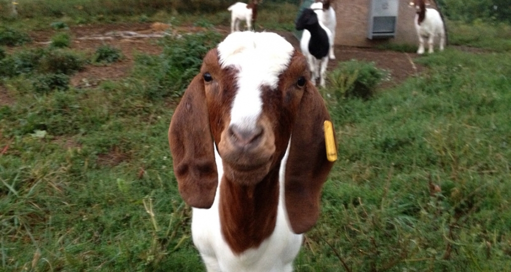 Welcome to the Hart Ranch - The Hart Ranch